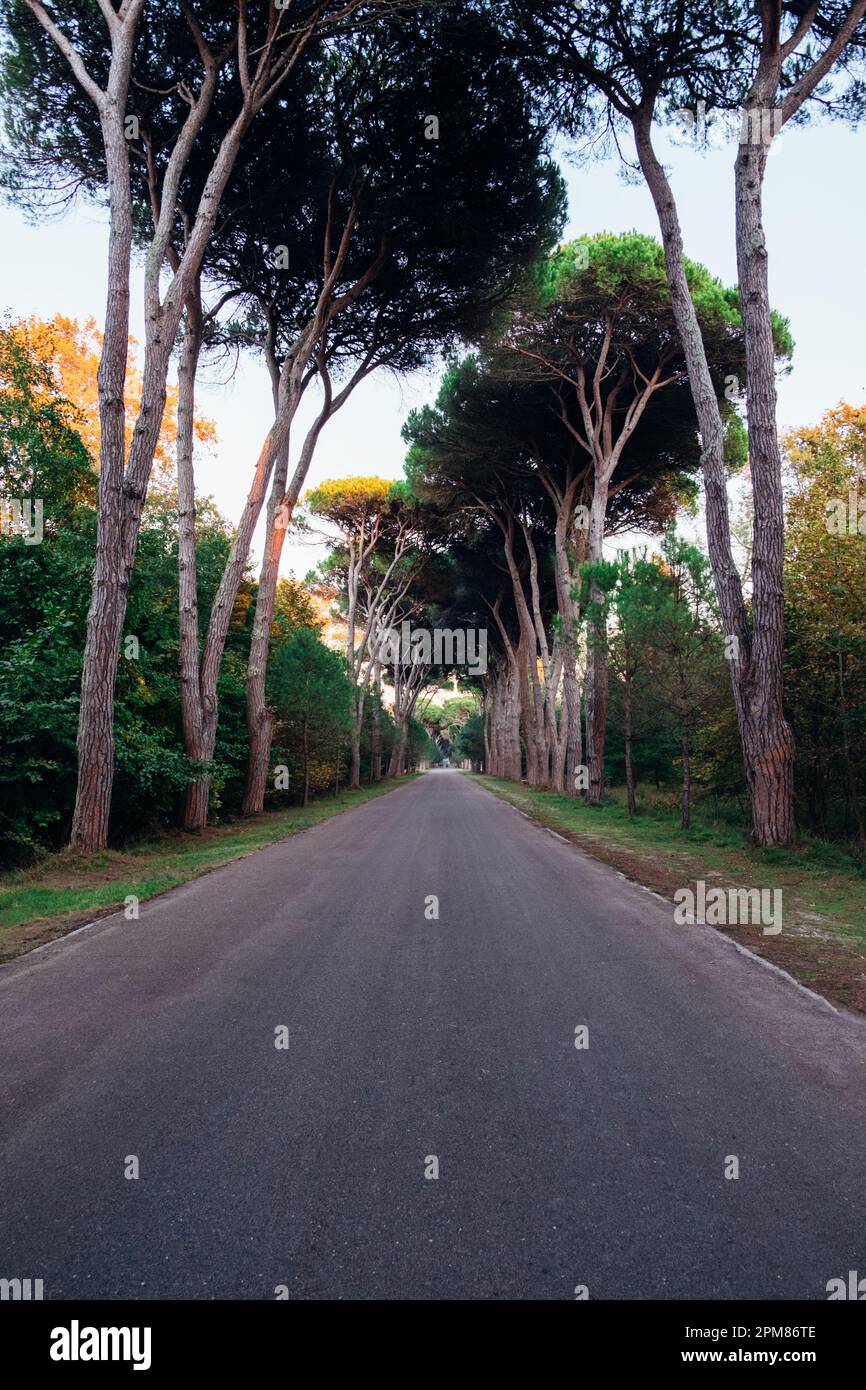 Rossore park hi-res stock photography and images - Alamy