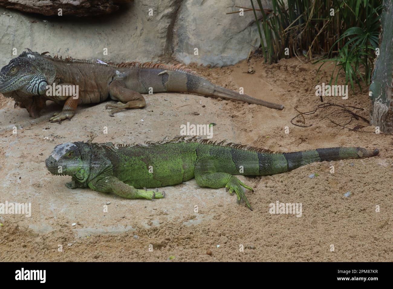 Green iguanas in parque hi-res stock photography and images - Alamy