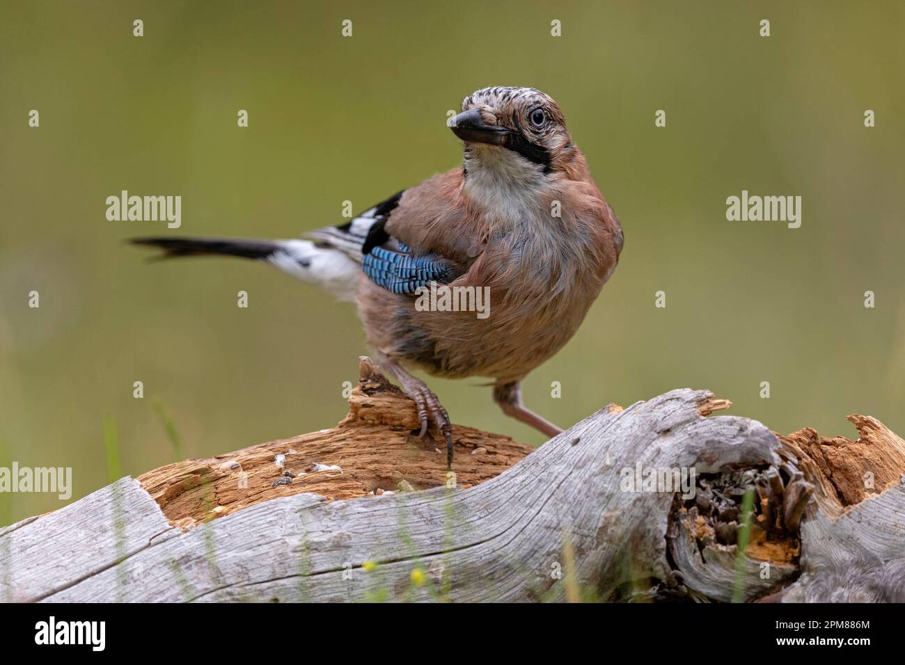 France, Aude, Eurasian jay (Garrulus glandarius), Adult, sitting on a ...