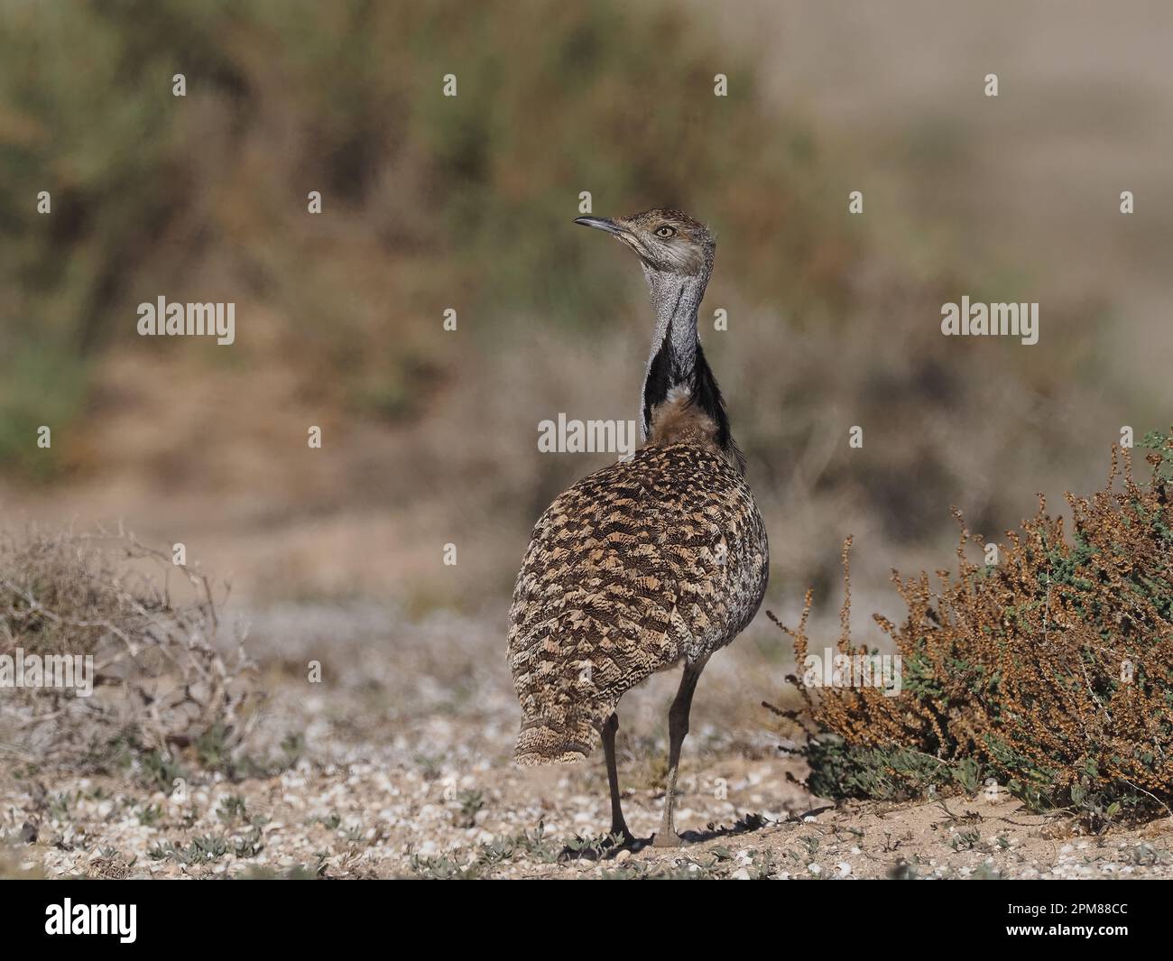 Houbara bustard have superb camouflage as shown in these images Stock ...