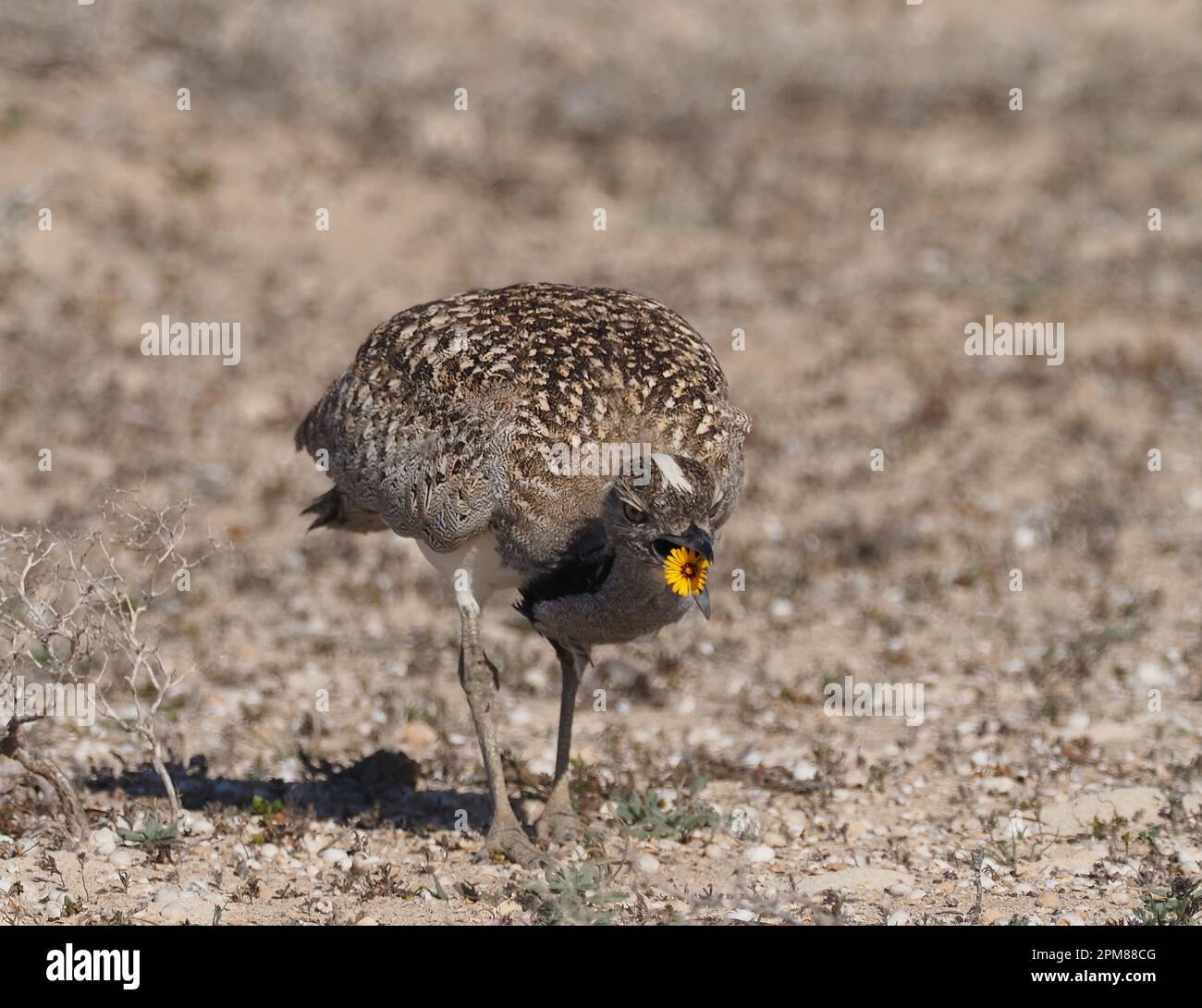 Houbara bustard have superb camouflage as shown in these images Stock ...