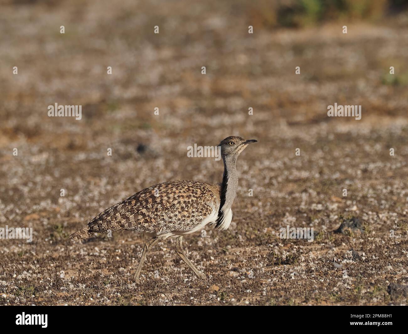 Houbara bustard have superb camouflage as shown in these images Stock ...