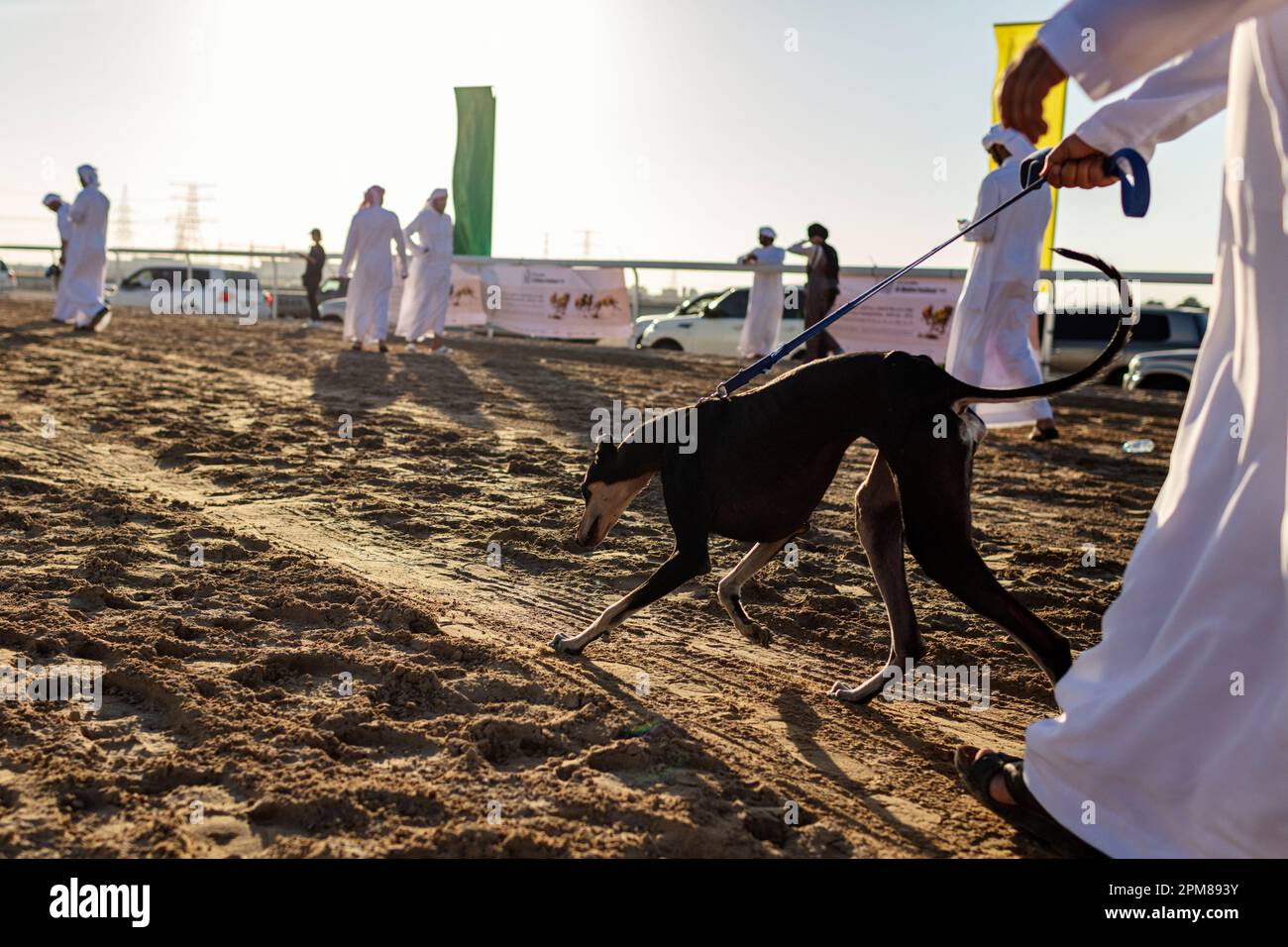 Saluki racing in Al Dhafra region of the Emirate of Abu Dhabi Stock ...