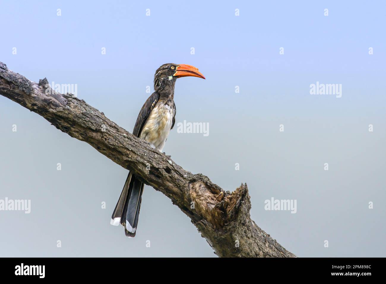 South Africa, Kwazulu Natal, iSimangaliso Wetland Park, UNESCO World ...