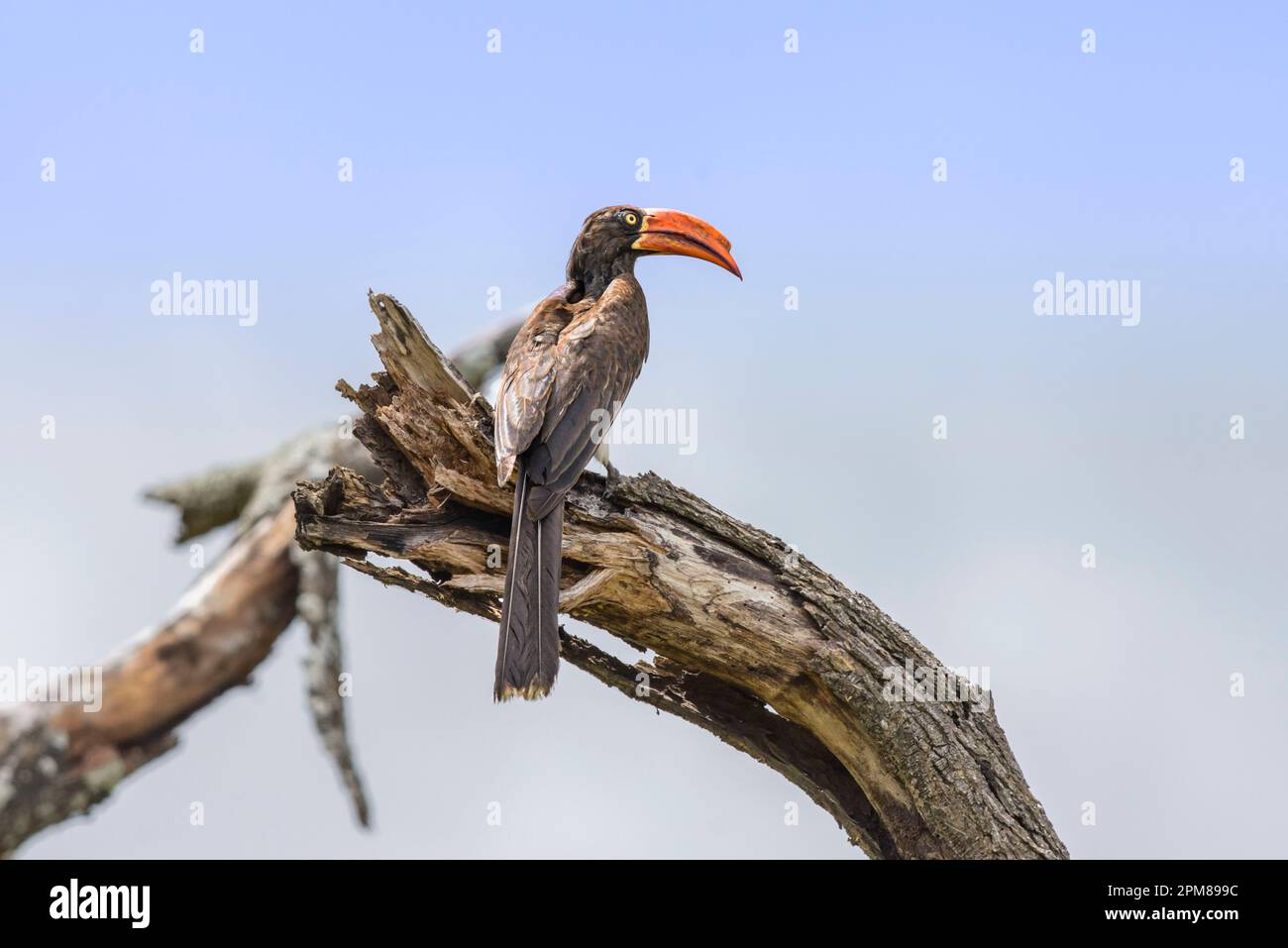 South Africa, Kwazulu Natal, iSimangaliso Wetland Park, UNESCO World ...