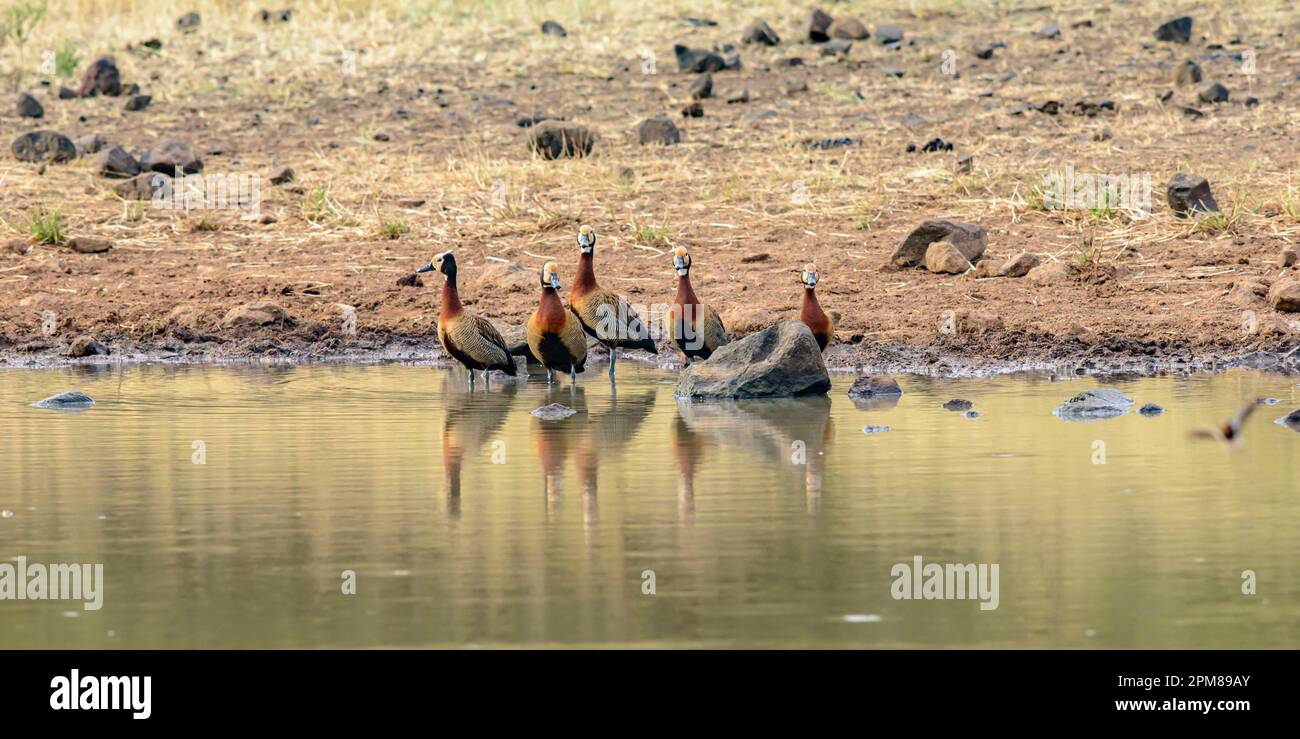 South Africa, Kwazulu Natal, iSimangaliso Wetland Park, UNESCO World ...