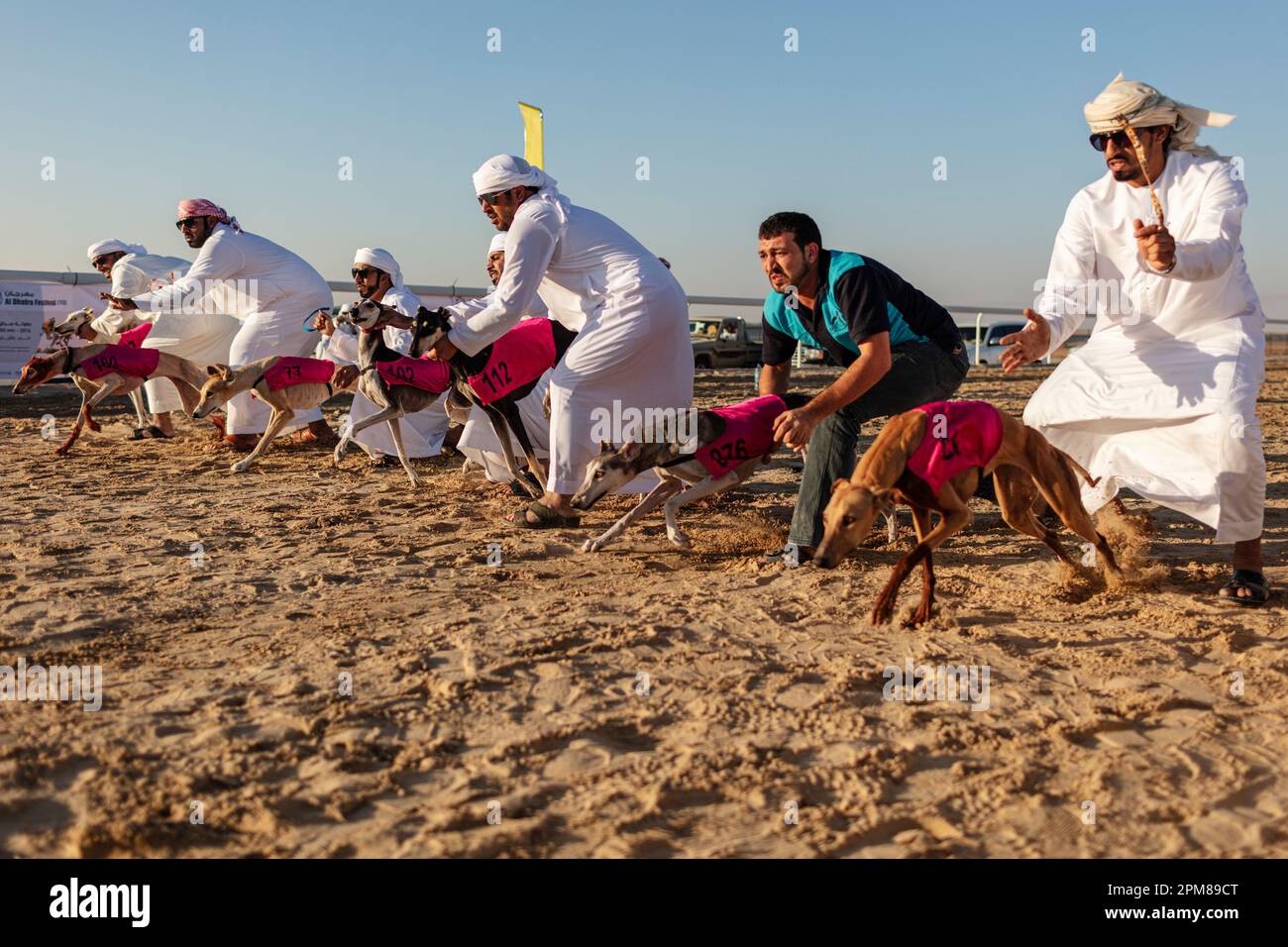 Saluki racing in Al Dhafra region of the Emirate of Abu Dhabi Stock ...
