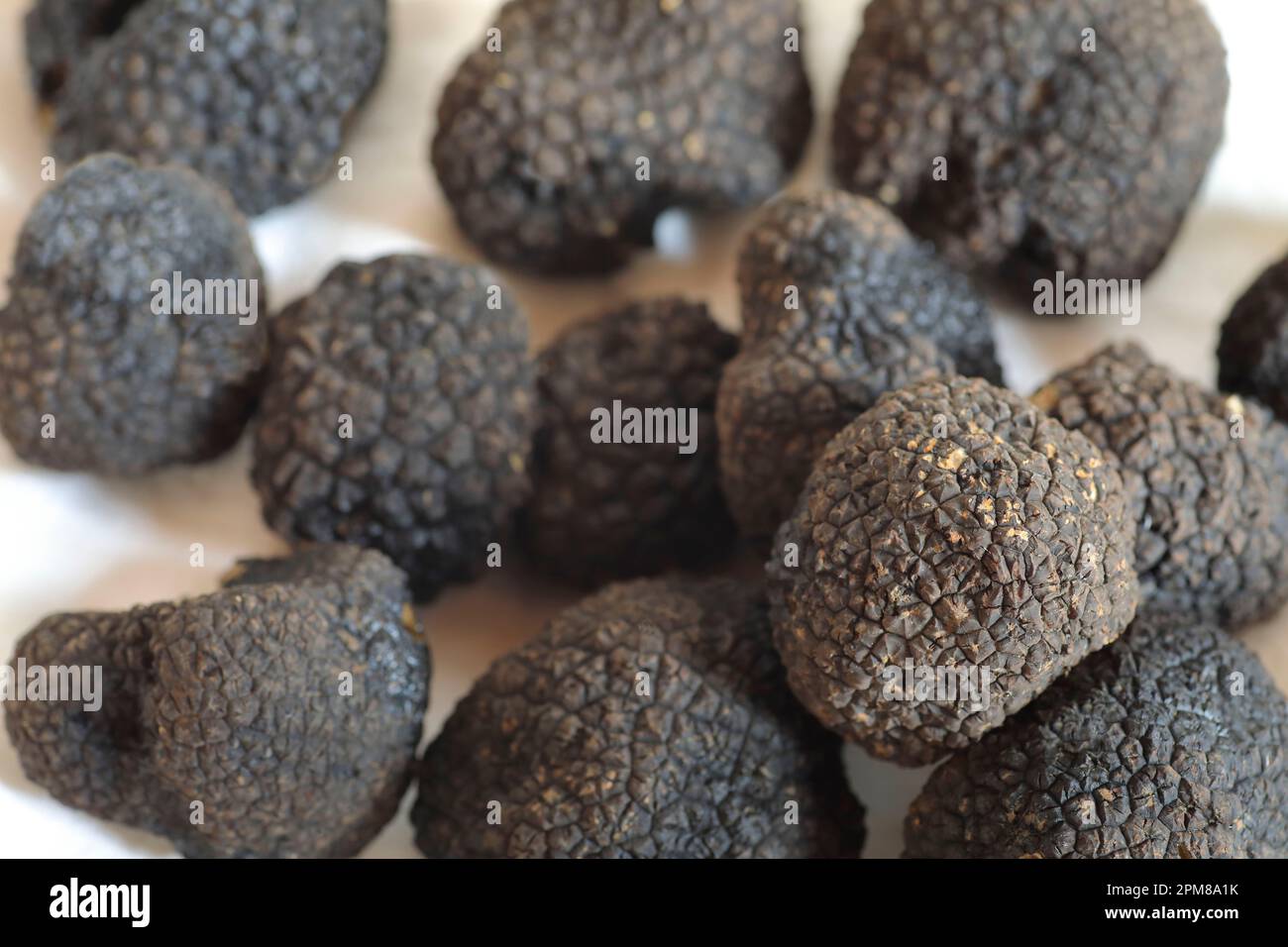 France, Aube, Champignol lez Mondeville, local autumn truffles ...