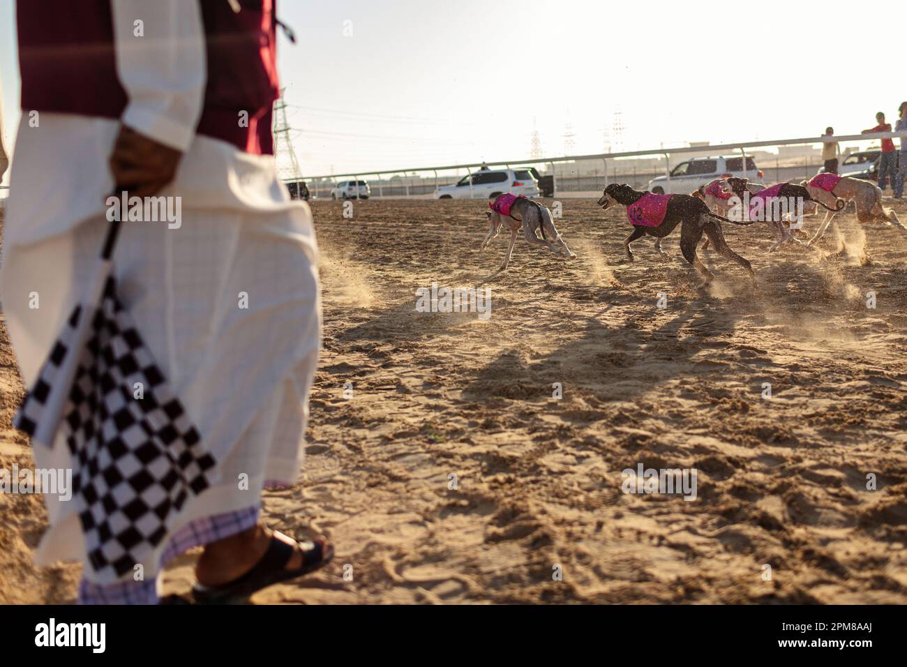 Saluki racing in Al Dhafra region of the Emirate of Abu Dhabi Stock ...