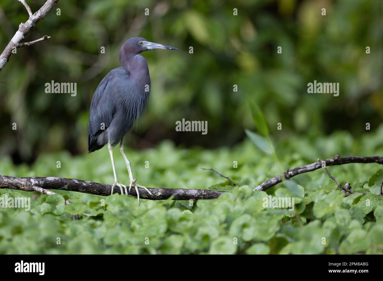 Costa Rica, Limon Province, Tortuguero National Park, Blue Egret ...
