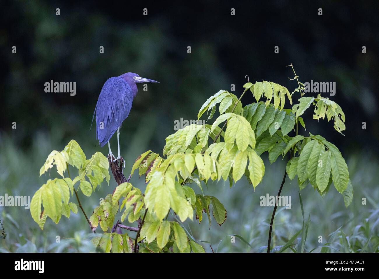 Costa Rica, Limon Province, Tortuguero National Park, Blue Egret ...