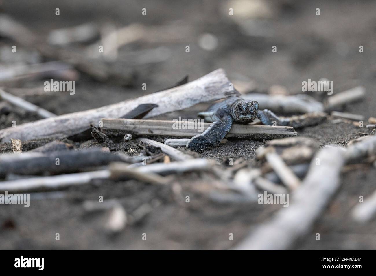 Tortuguero costa rica turtle hi-res stock photography and images - Alamy