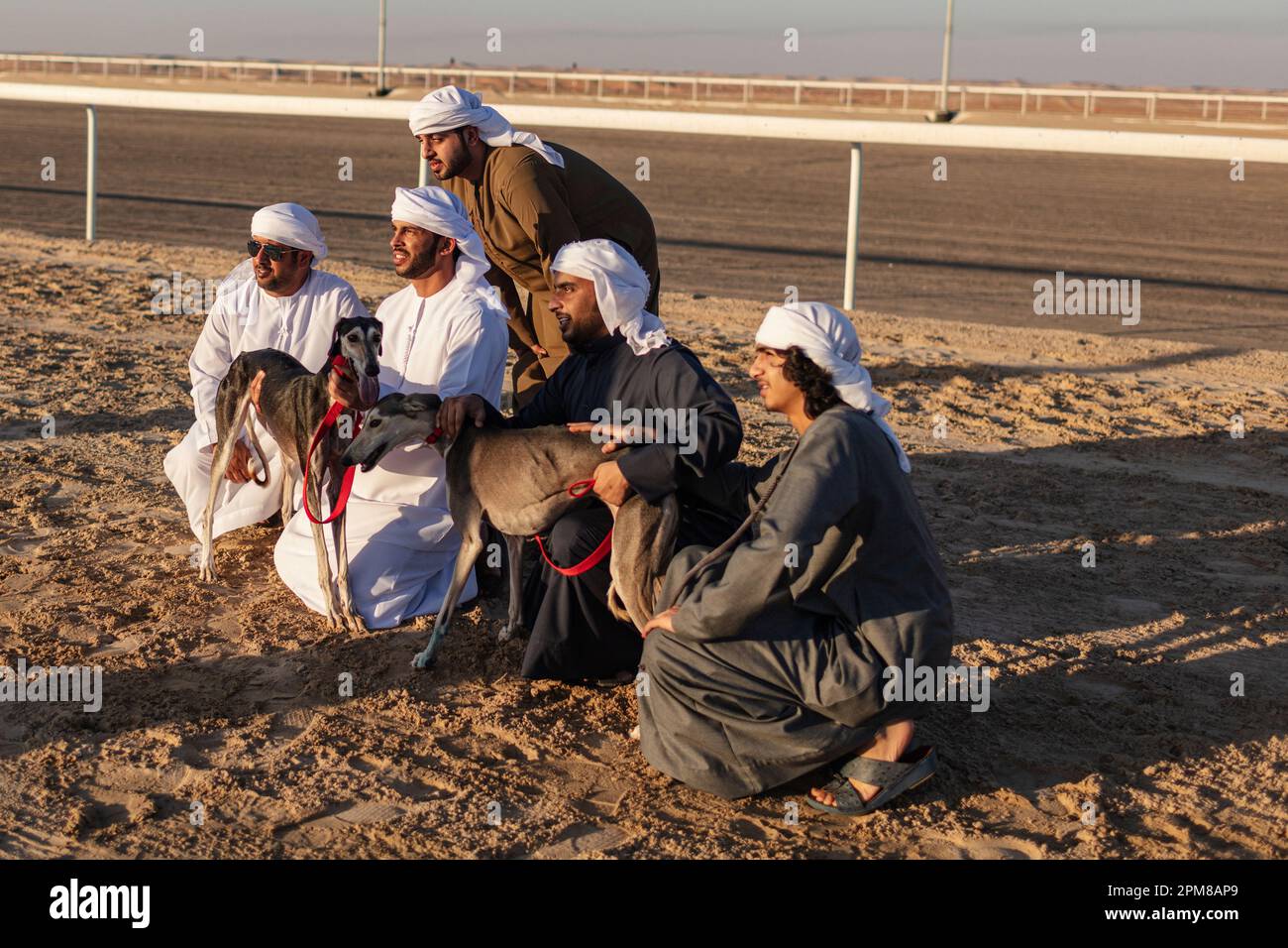 Saluki racing in Al Dhafra region of the Emirate of Abu Dhabi Stock ...