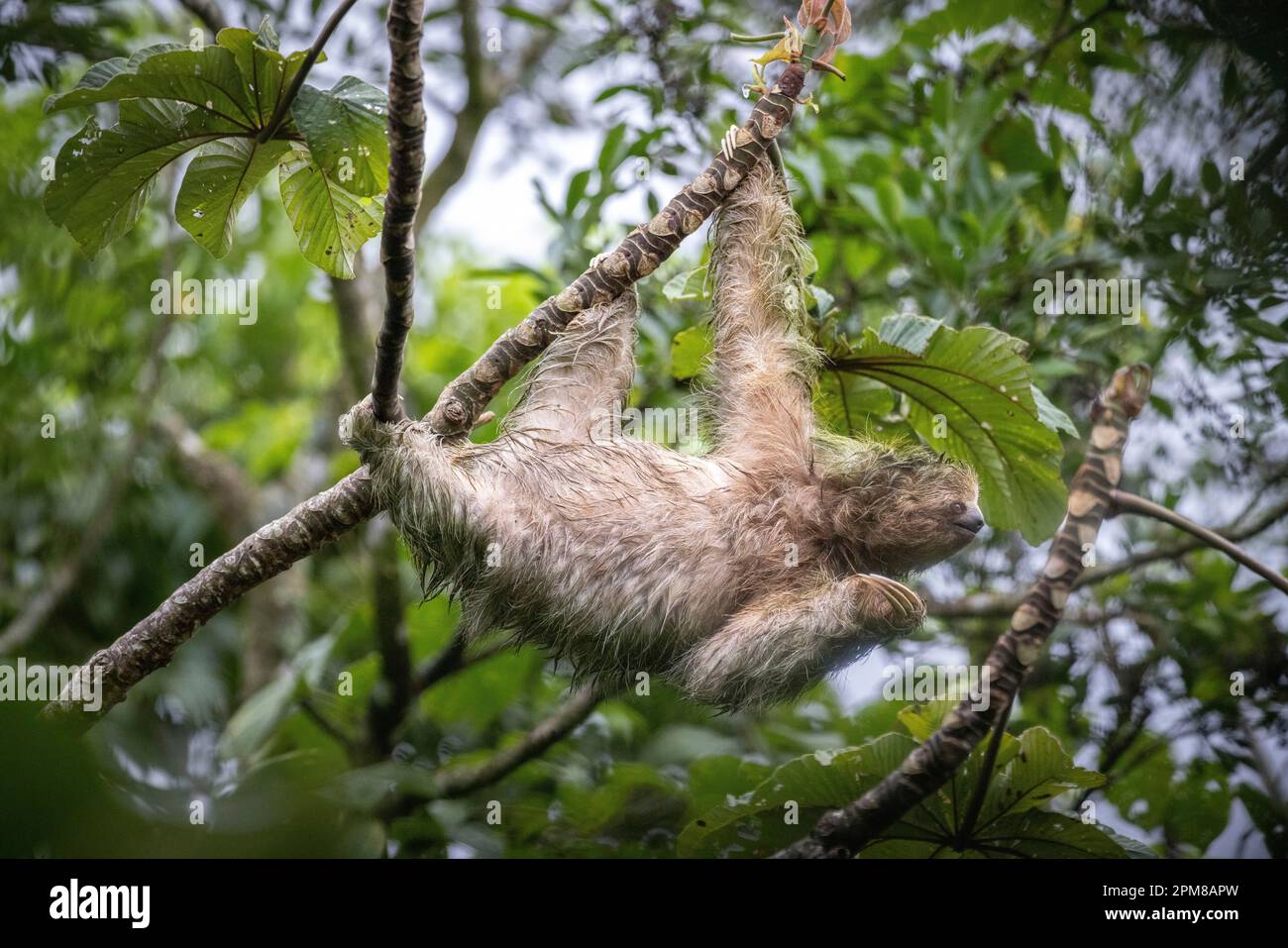 Costa Rica, province d'Alajuela, paresseux à gorge brune (Bradypus ...