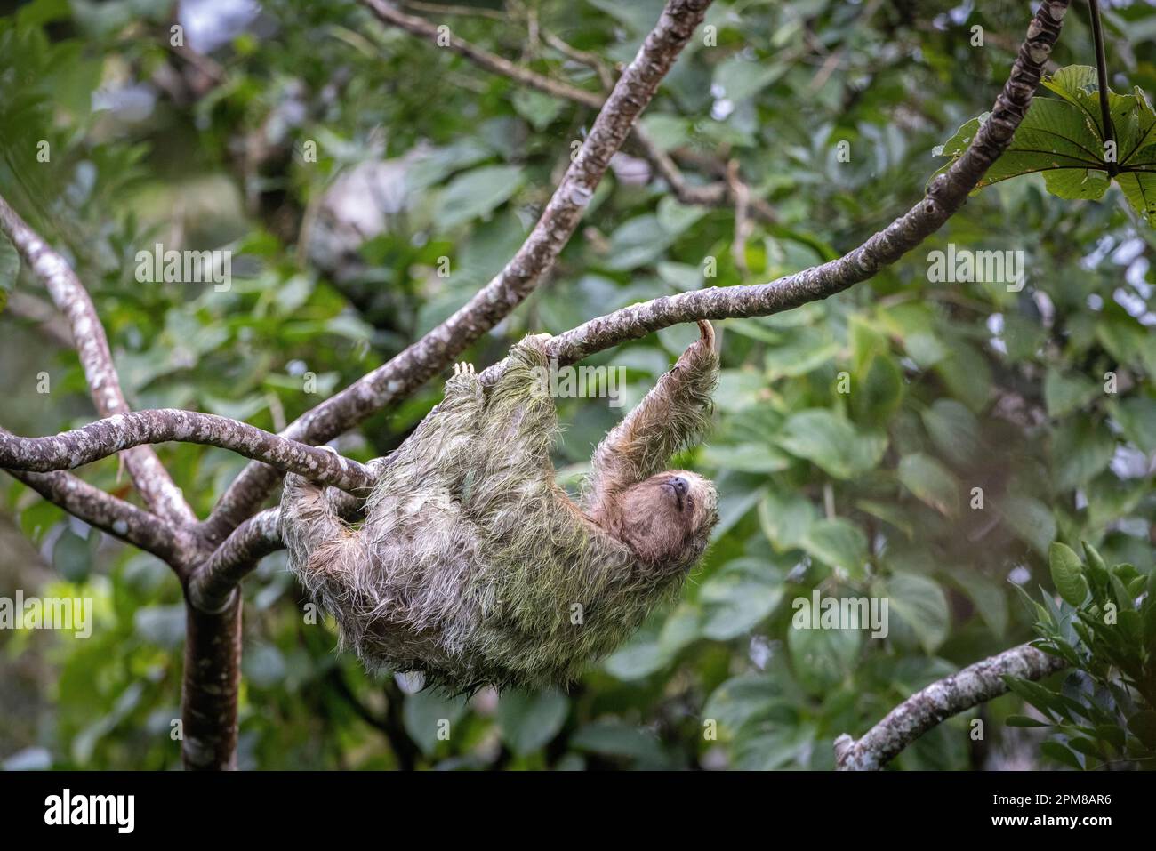 Costa Rica, province d'Alajuela, paresseux à gorge brune (Bradypus ...