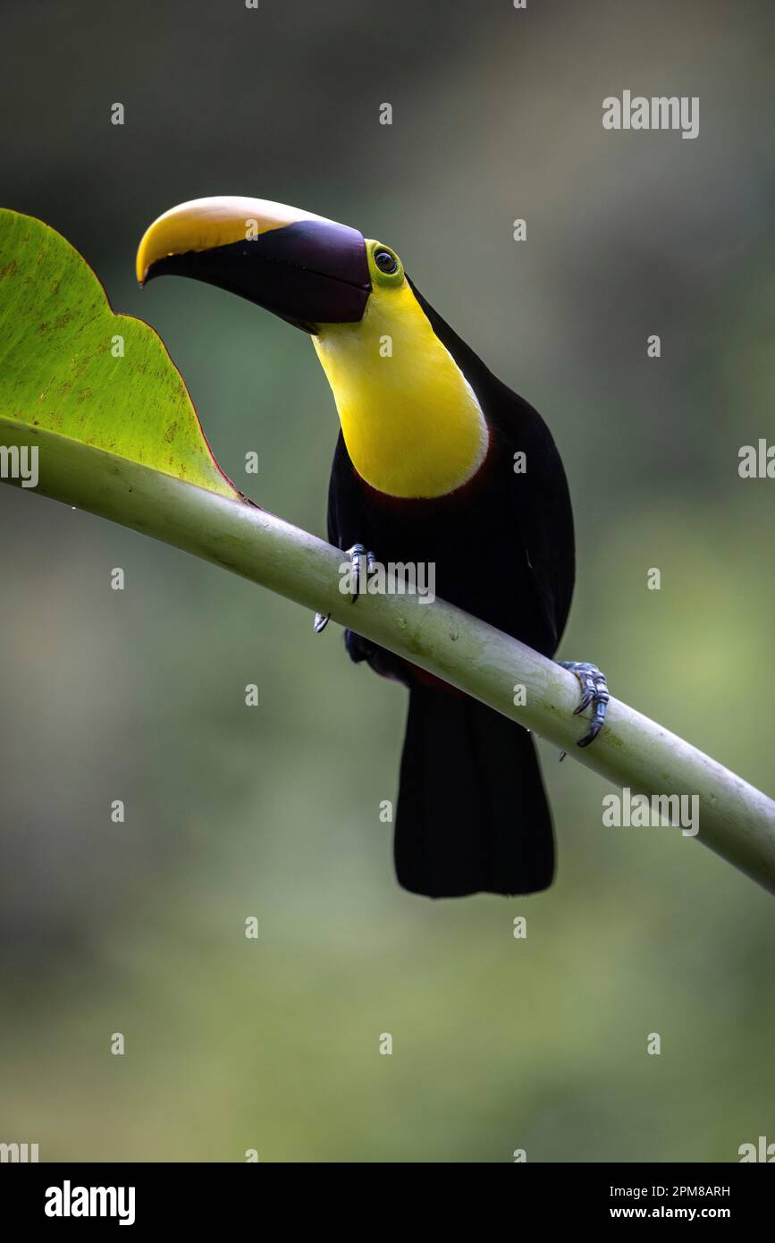 Tocard hi-res stock photography and images - Alamy