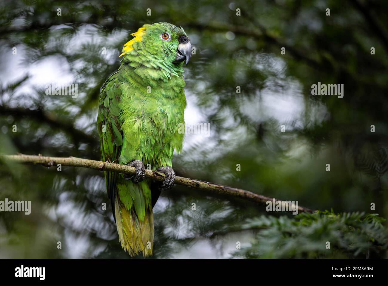 Costa Rica, Alajuela Province, Tenorio Volcano National Park, Parrot ...