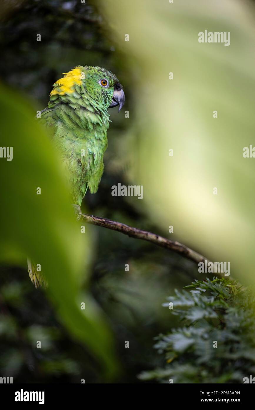 Costa Rica, Alajuela Province, Tenorio Volcano National Park, Parrot ...
