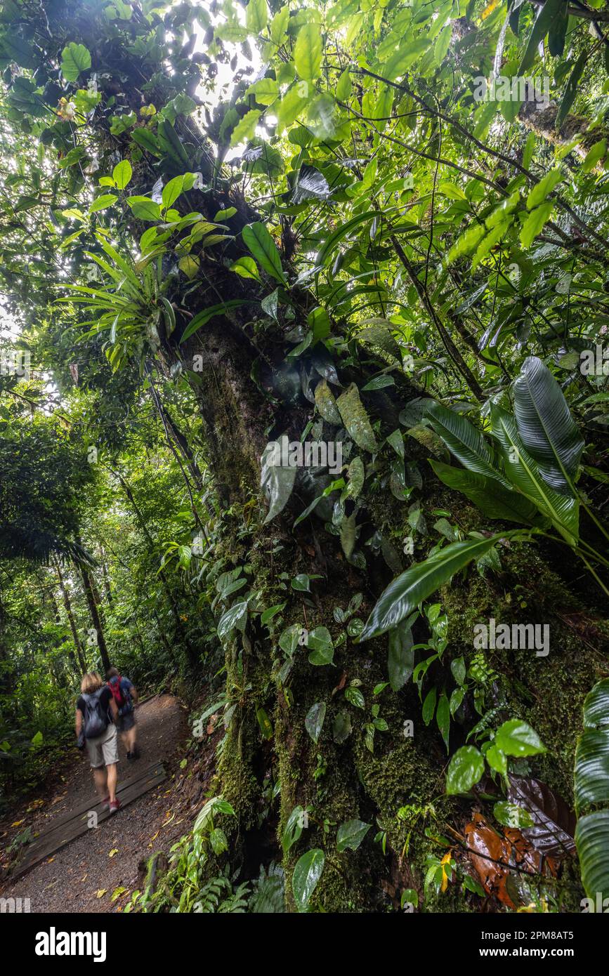 Costa Rica, Puntarenas province, Monteverde, Santa Elena, the Curi ...