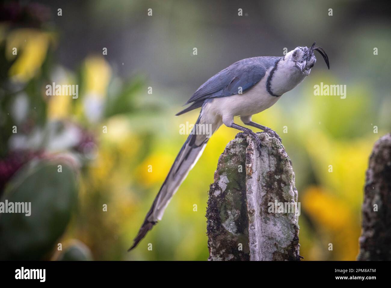 Costa Rica, Alajuela province, White-faced Jay (Calocitta formosa Stock ...