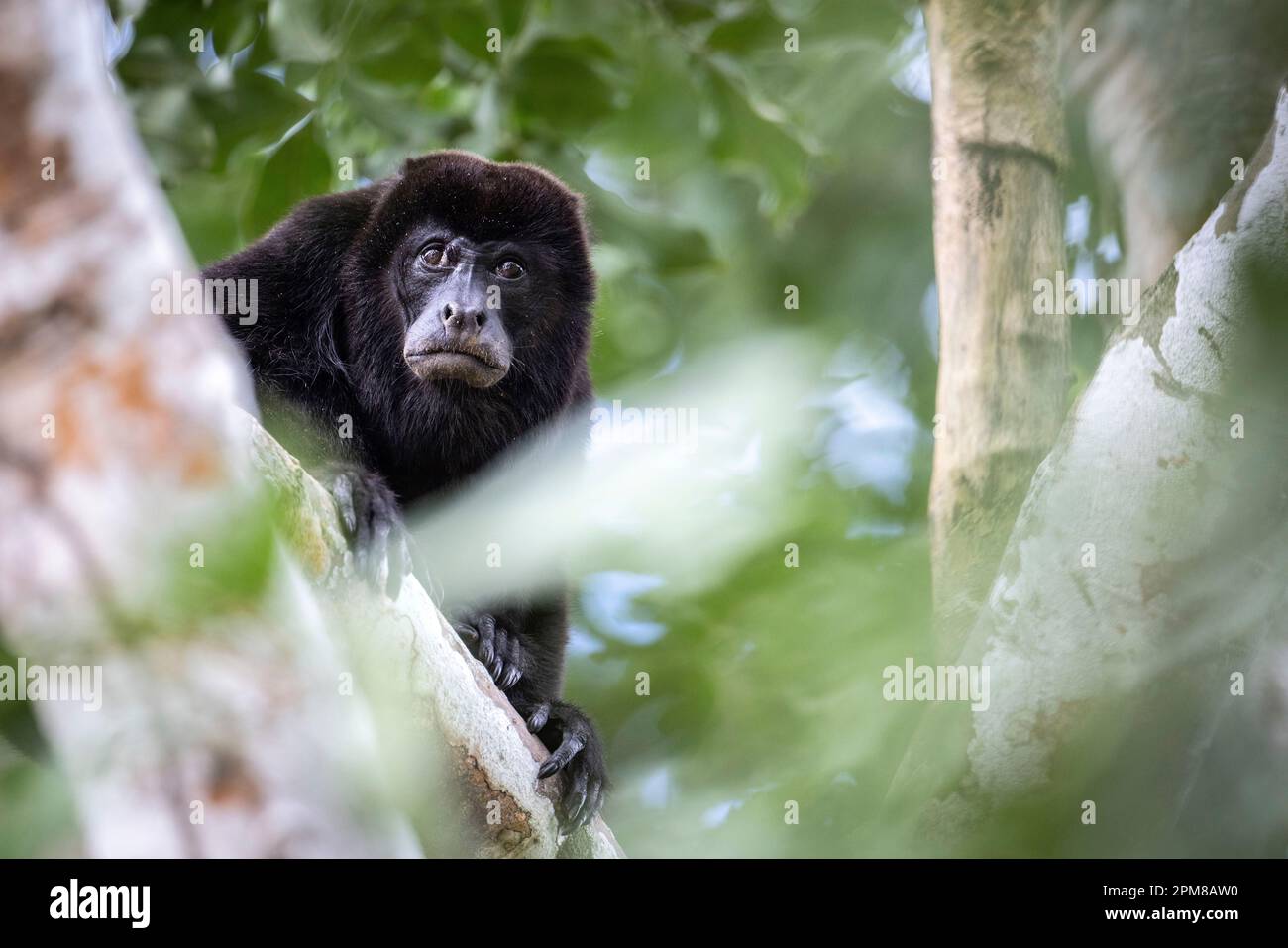 Costa Rica, Alajuela province, black howler monkey (Alouatta caraya ...