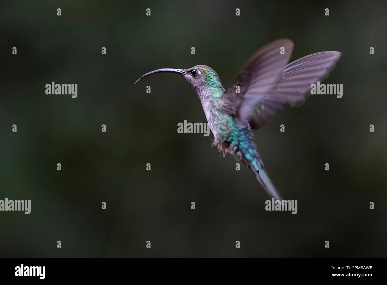Costa Rica, Puntarenas Province, Monteverde, Santa Elena, Hummingbird ...