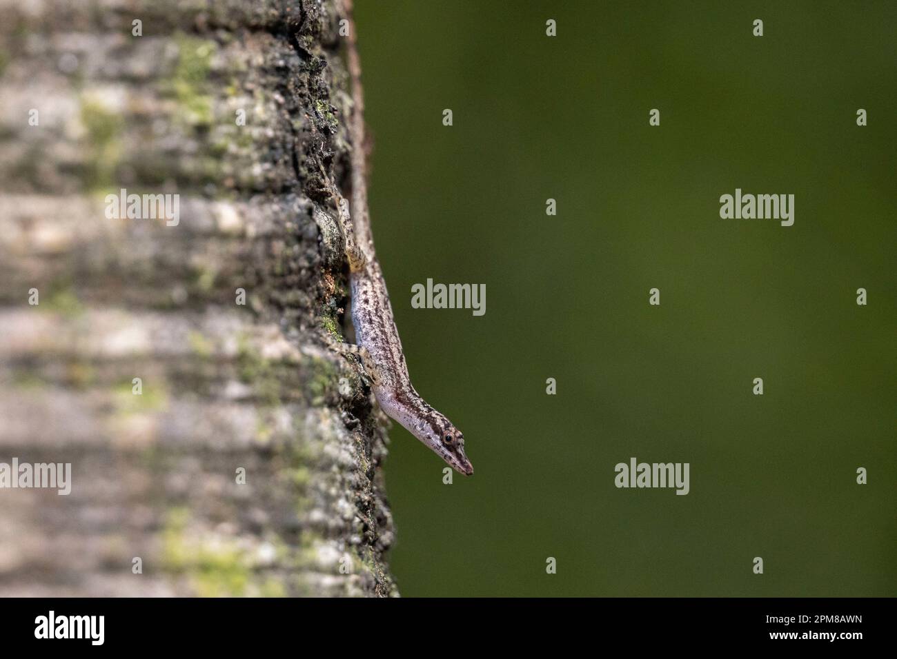 Costa Rica, Puntarenas Province, Manuel Antonio National Park, anolis ...