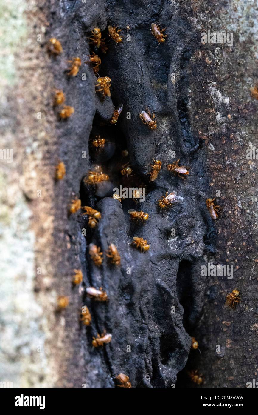 Costa Rica, Puntarenas province, Manuel Antonio national park, Meriolas ...