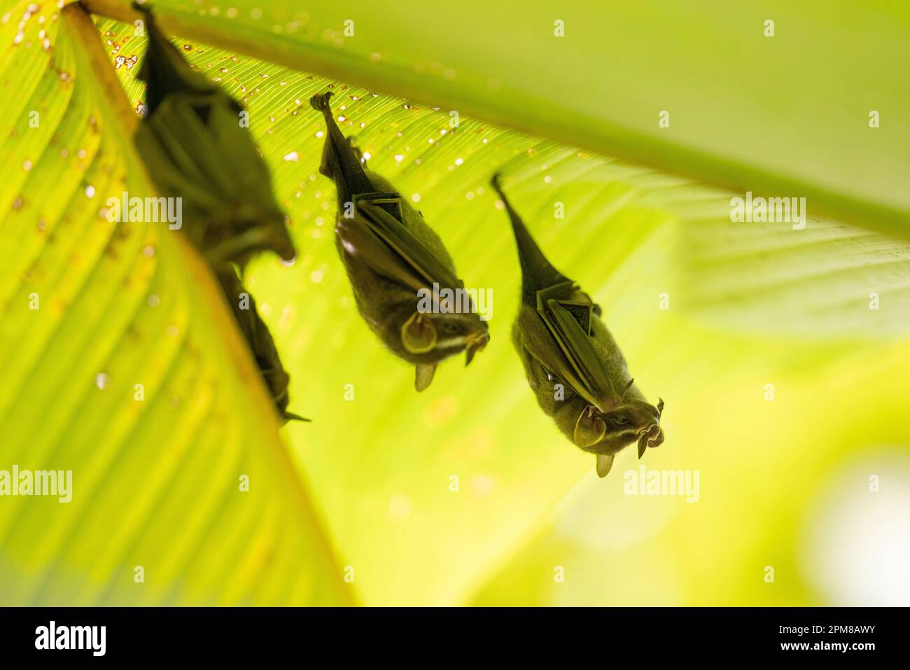 Costa Rica, Puntarenas Province, Manuel Antonio National Park, bats ...