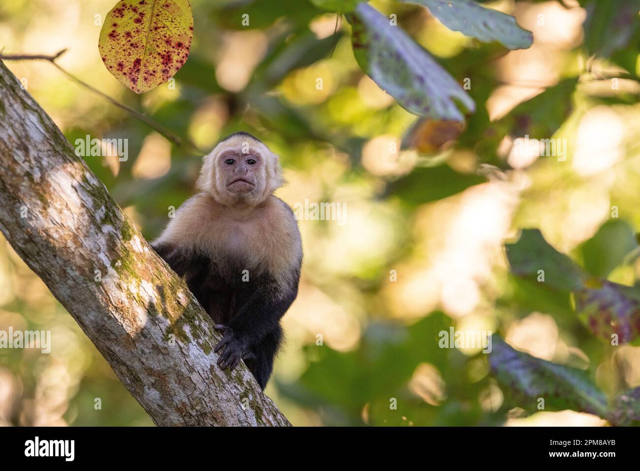 Costa Rica, Puntarenas province, Manuel Antonio national park, Sapajou ...