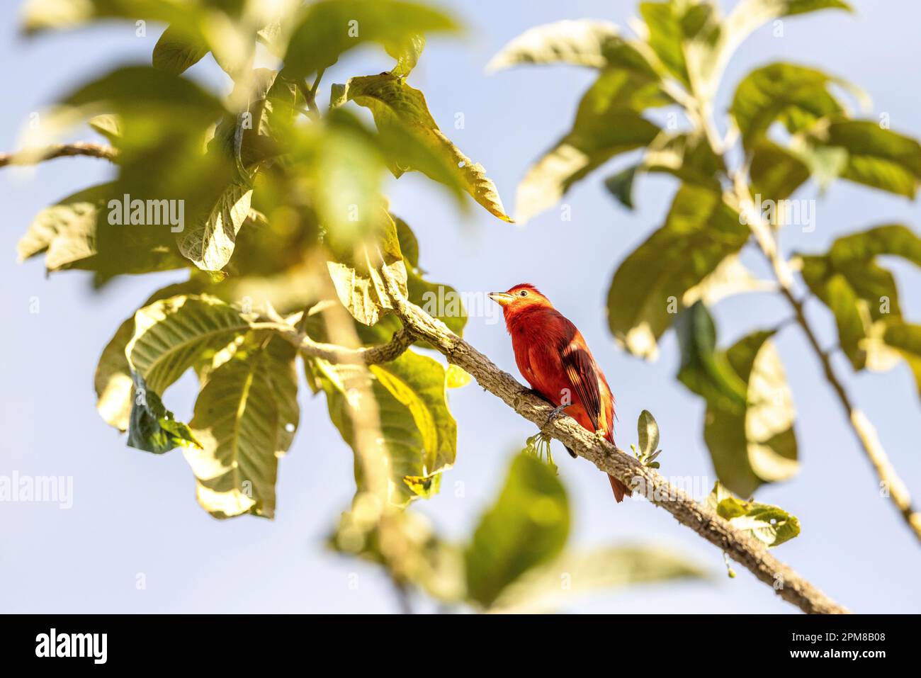 Costa Rica, José; San Gerardo de Dota; Vermilion Tanager (Piranga rubra ...