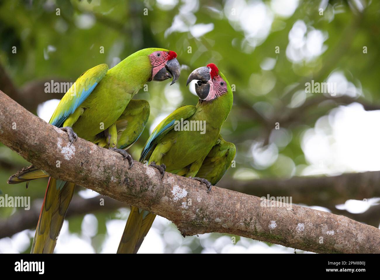 Costa Rica, Limon Province, Buffon's Macaw (Ara ambiguus) in the ...