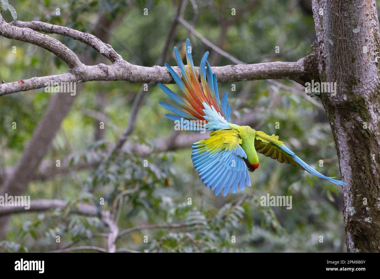 Costa Rica, Limon Province, Buffon's Macaw (Ara ambiguus) in the ...