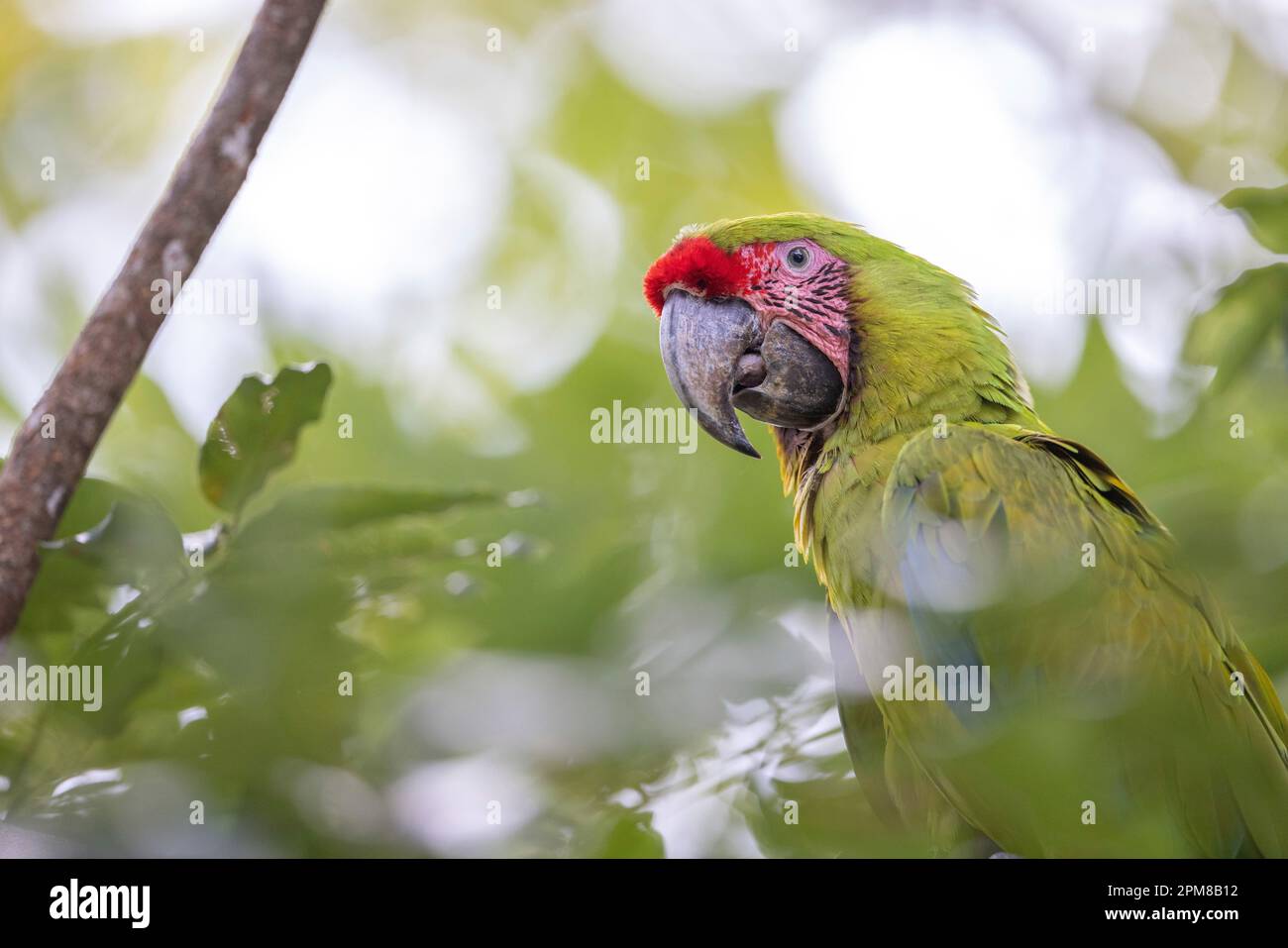 Costa Rica, Limon Province, Buffon's Macaw (Ara ambiguus) in the ...