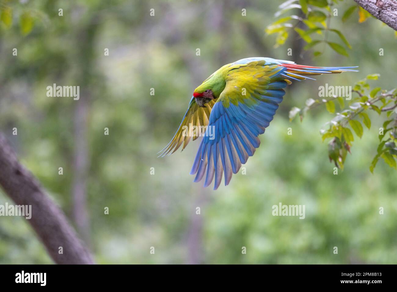 Costa Rica, Limon Province, Buffon's Macaw (Ara ambiguus) in the ...