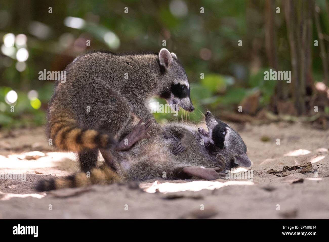 Costa Rica, Limon Province, Cahuita National Park, raccoon (Procyon ...