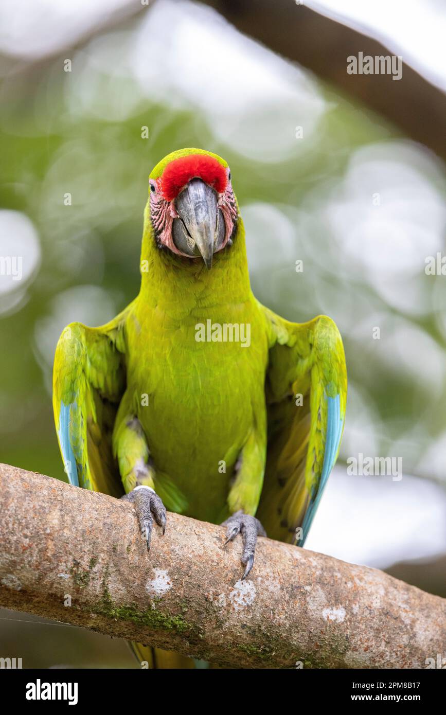 Costa Rica, Limon Province, Buffon's Macaw (Ara ambiguus) in the ...