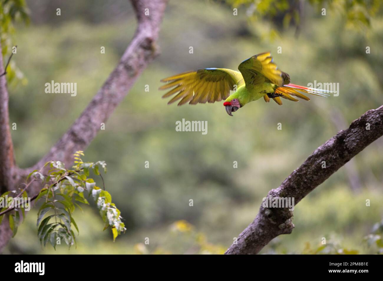 Costa Rica, Limon Province, Buffon's Macaw (Ara ambiguus) in the ...
