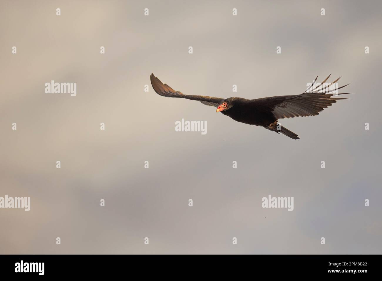 Costa Rica, Limon Province, Tortuguero National Park, Turkey Vulture ...