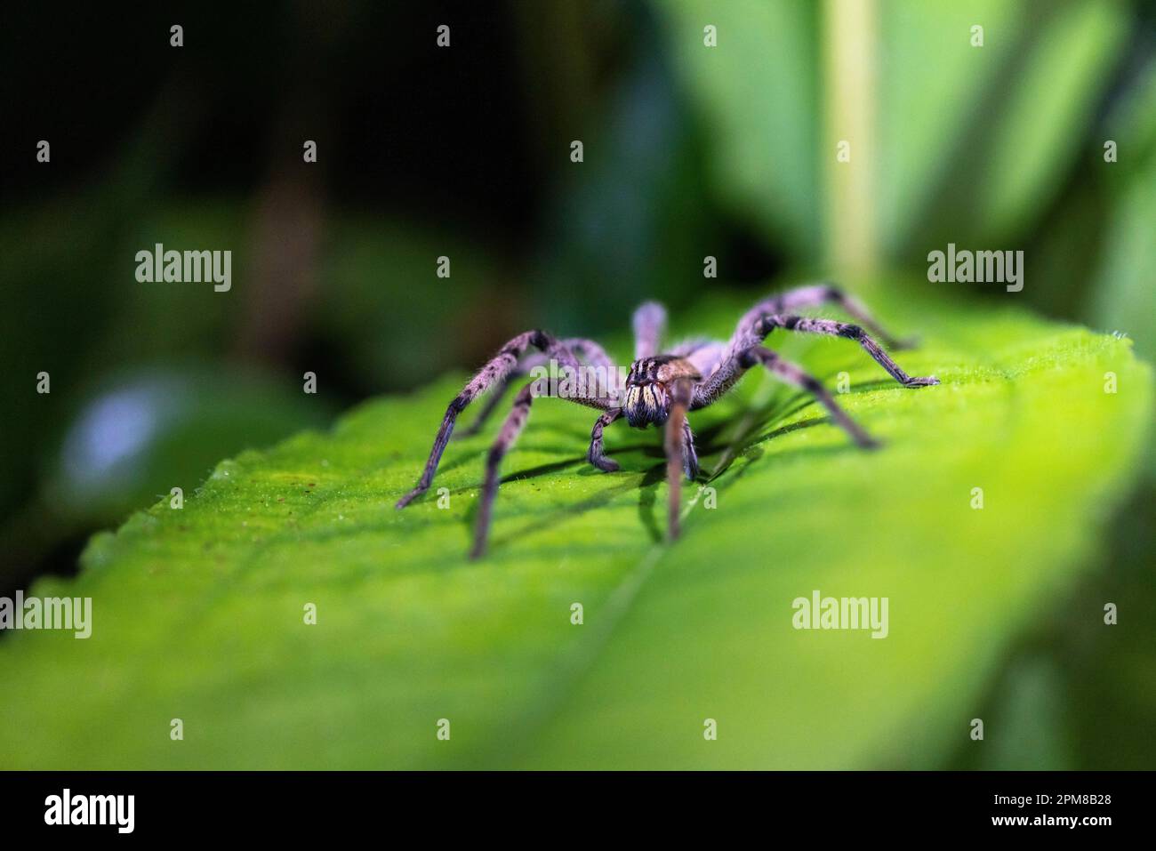 Costa Rica, Limon Province, Tortuguero National Park, a wolf spider ...