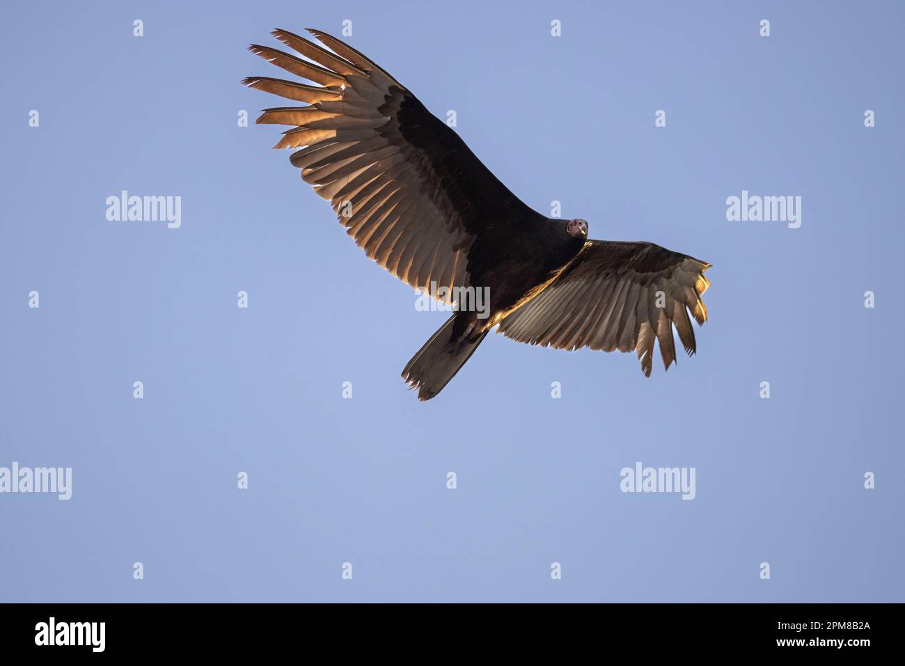 Costa Rica, Limon Province, Tortuguero National Park, Turkey Vulture ...