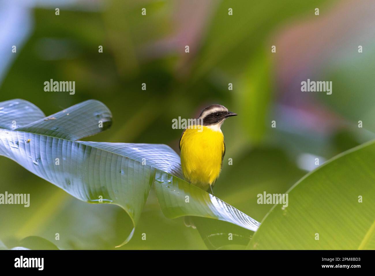 Costa Rica, Alajuela province, Tenorio volcano national, park, Rusty ...