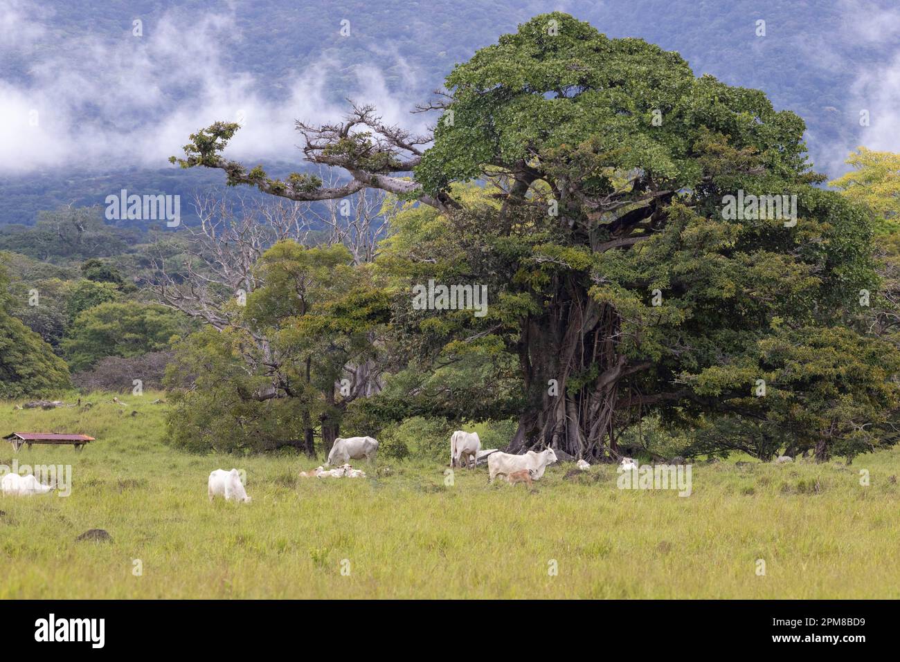 Costa Rica, Alajuela province, Tenorio volcano national park Stock ...