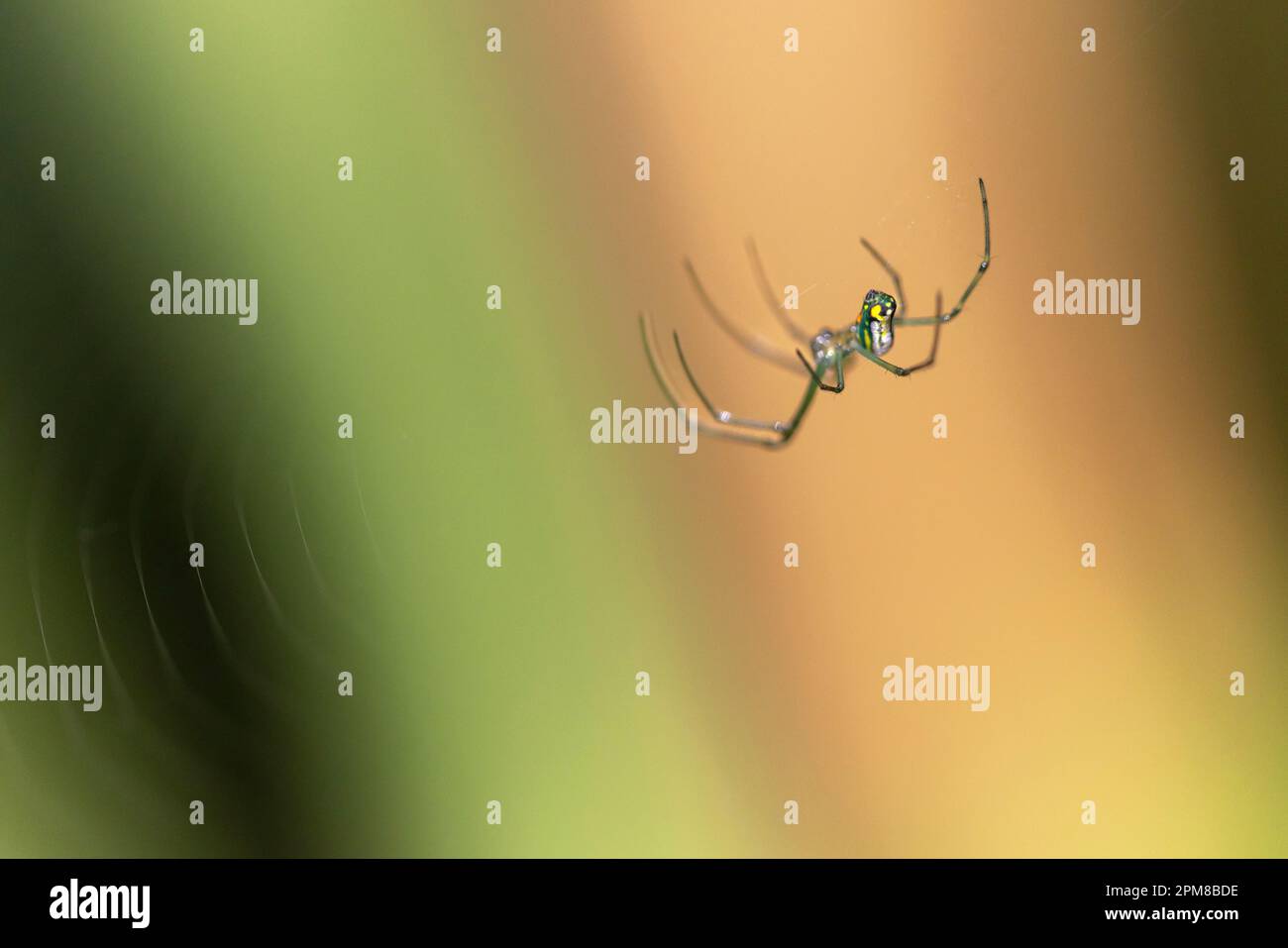 Costa Rica, Limon Province, Tortuguero National Park, Spider Stock ...