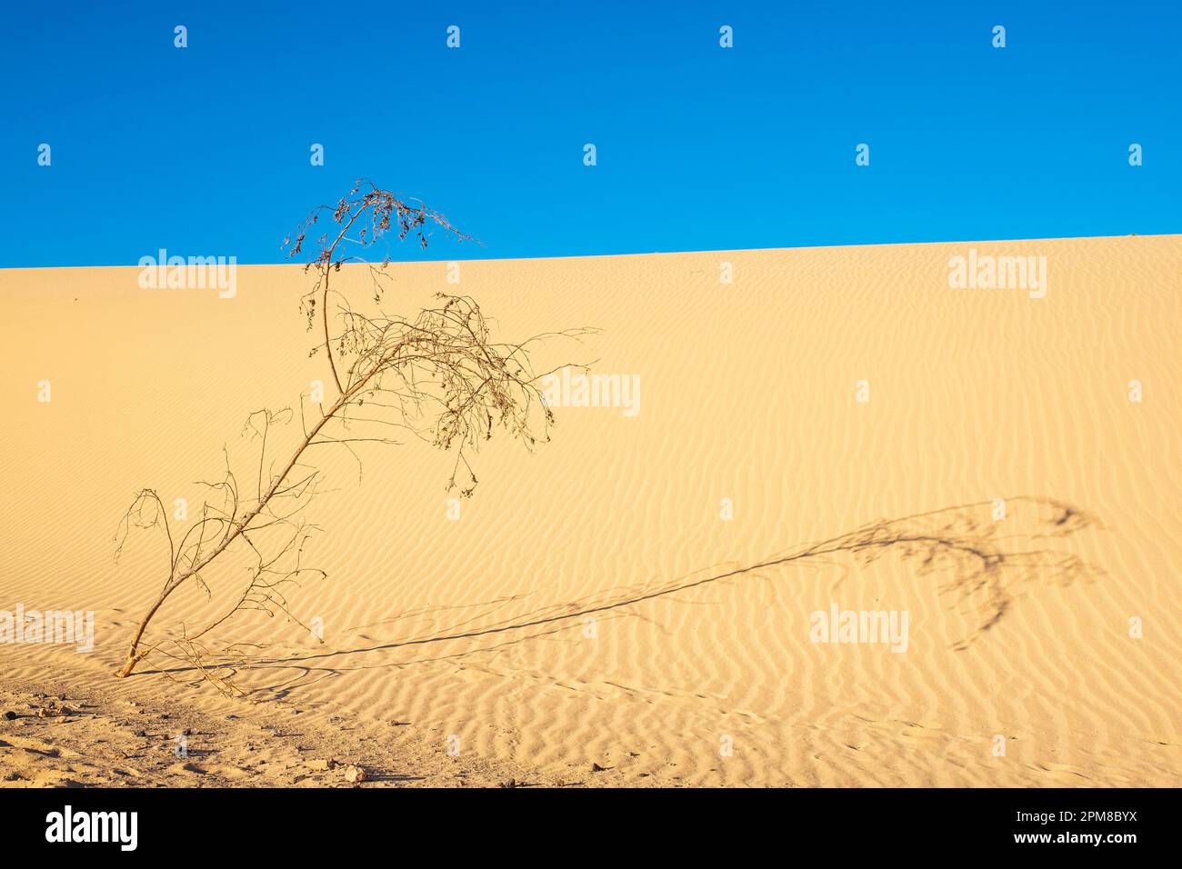 Spain, Canary Islands, Fuerteventura, municipality of Pajara, dunes of ...