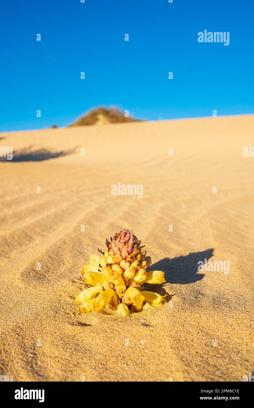 Spain, Canary Islands, Fuerteventura, municipality of Pajara, dunes of ...
