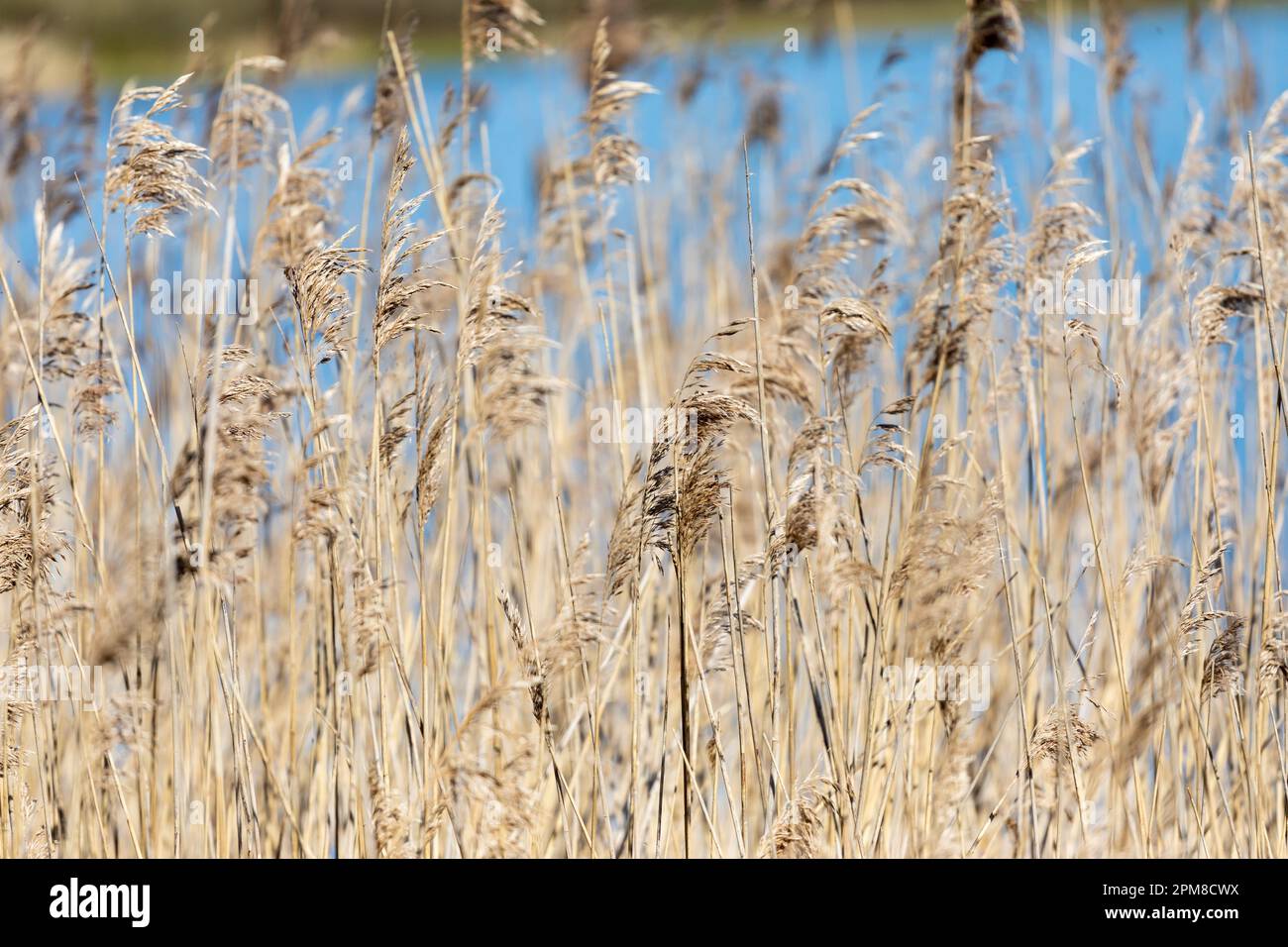 Dry reeds in wind early hi-res stock photography and images - Alamy