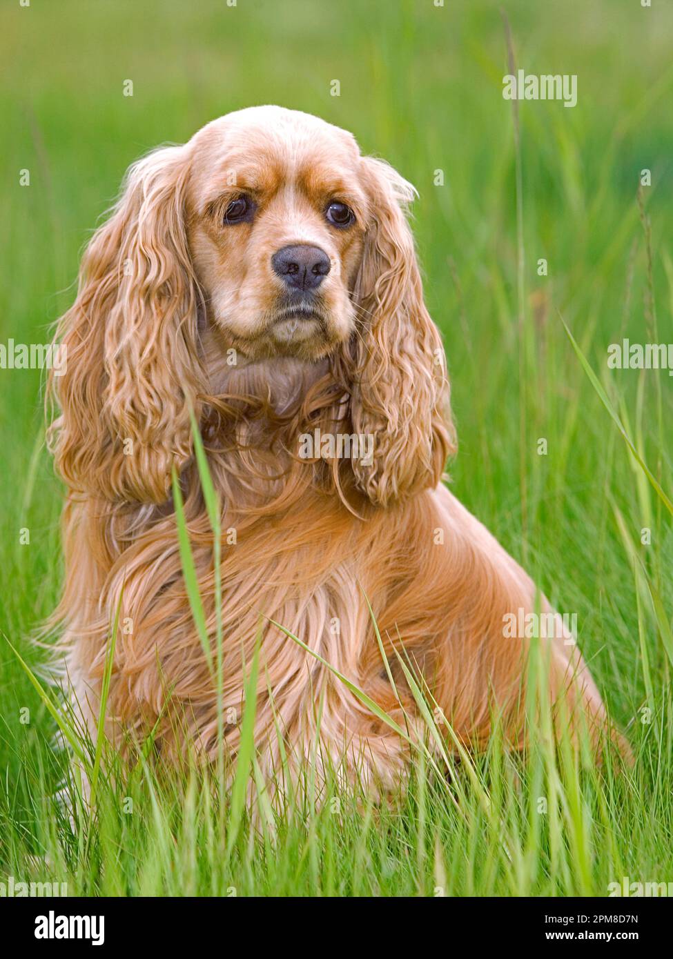 Cocker Spaniel sitting in high grass in meadow, looking sad Stock Photo ...