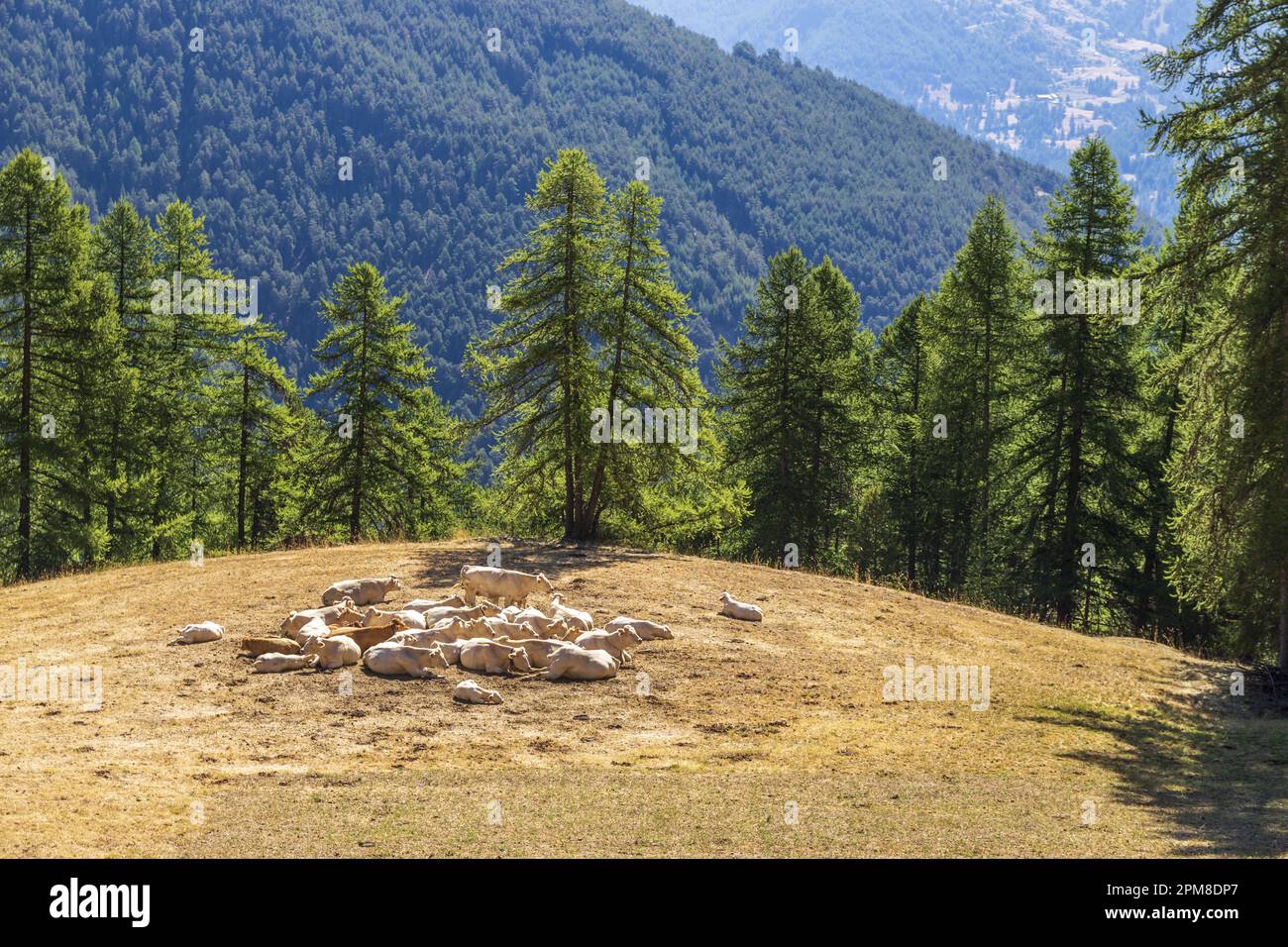 Ruminating m hi-res stock photography and images - Alamy