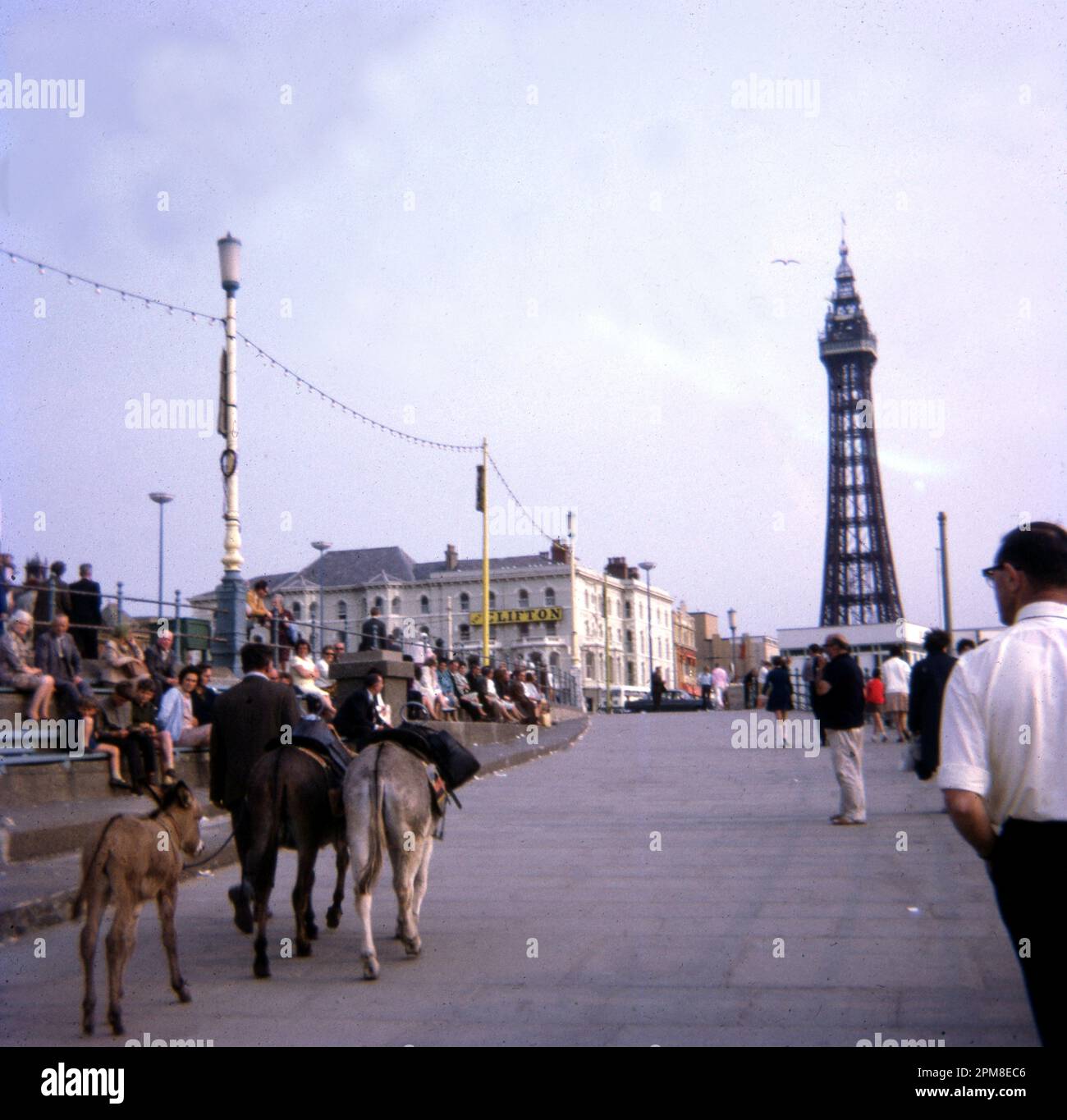 Donkeys on their way to the beach with the Tower ahead at Blackpool ...